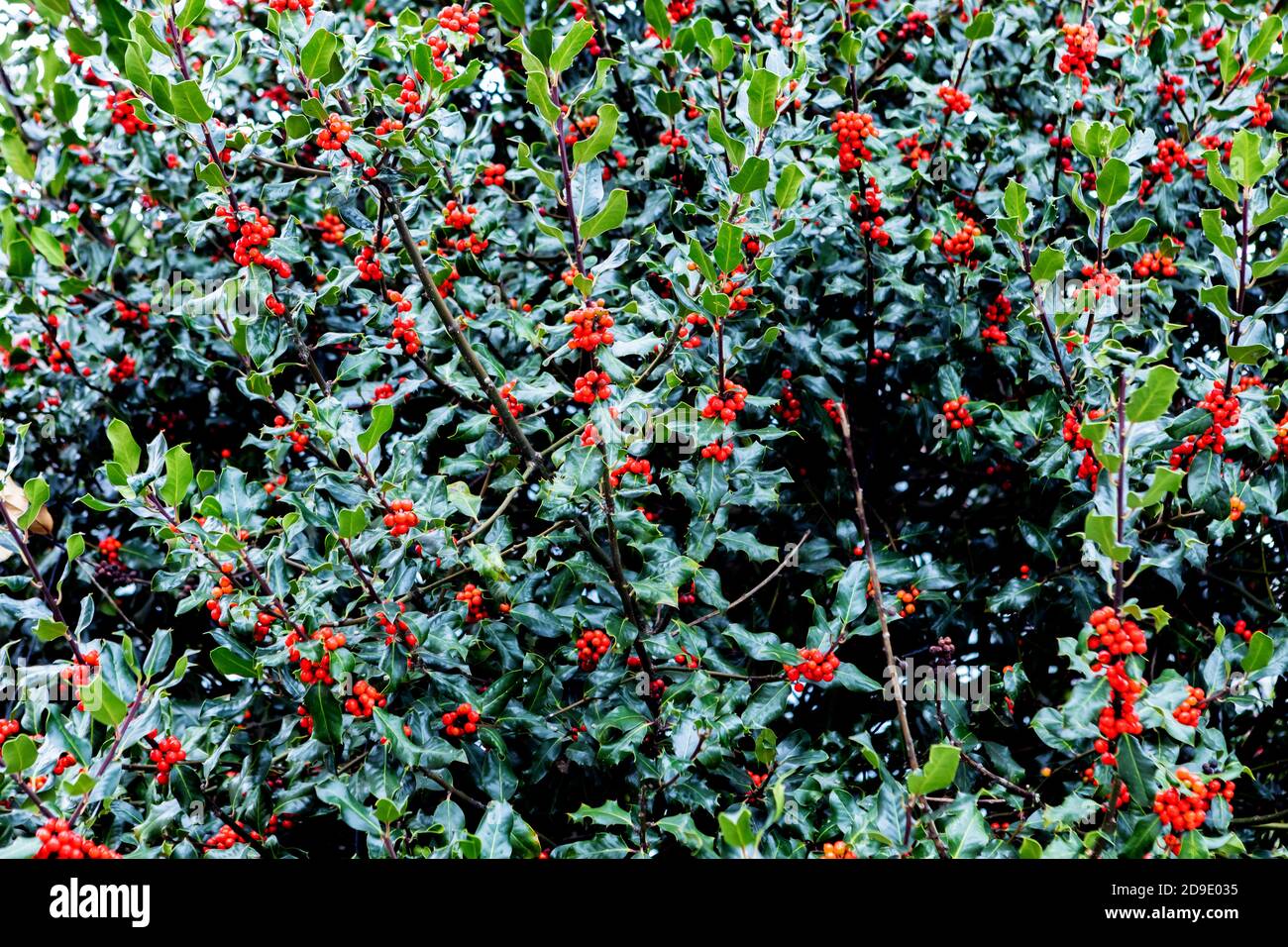 Autumn nature photo shoot. Holly tree Stock Photo - Alamy