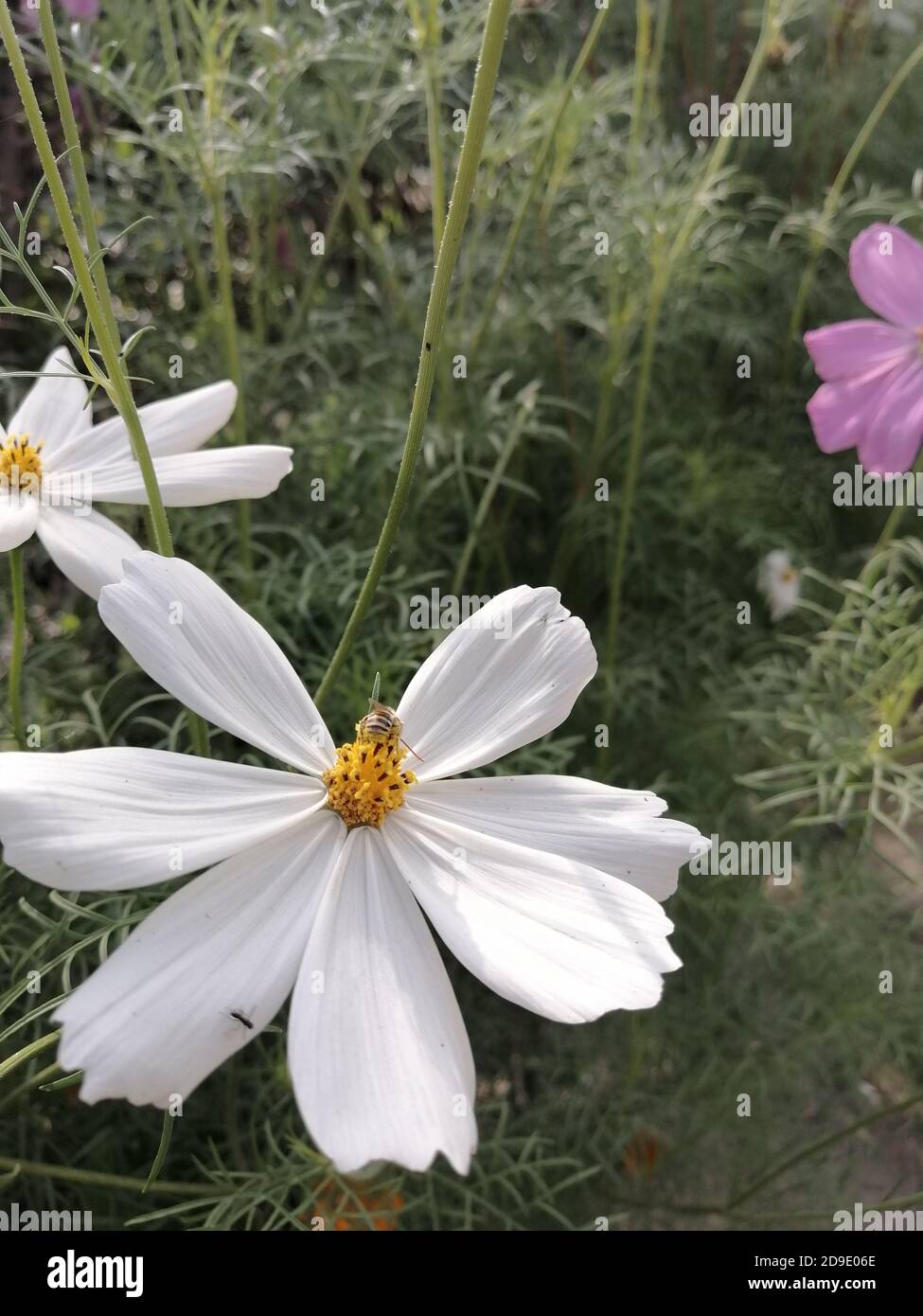Cosmos is a genus of Asteraceae family , with the same common name of ...