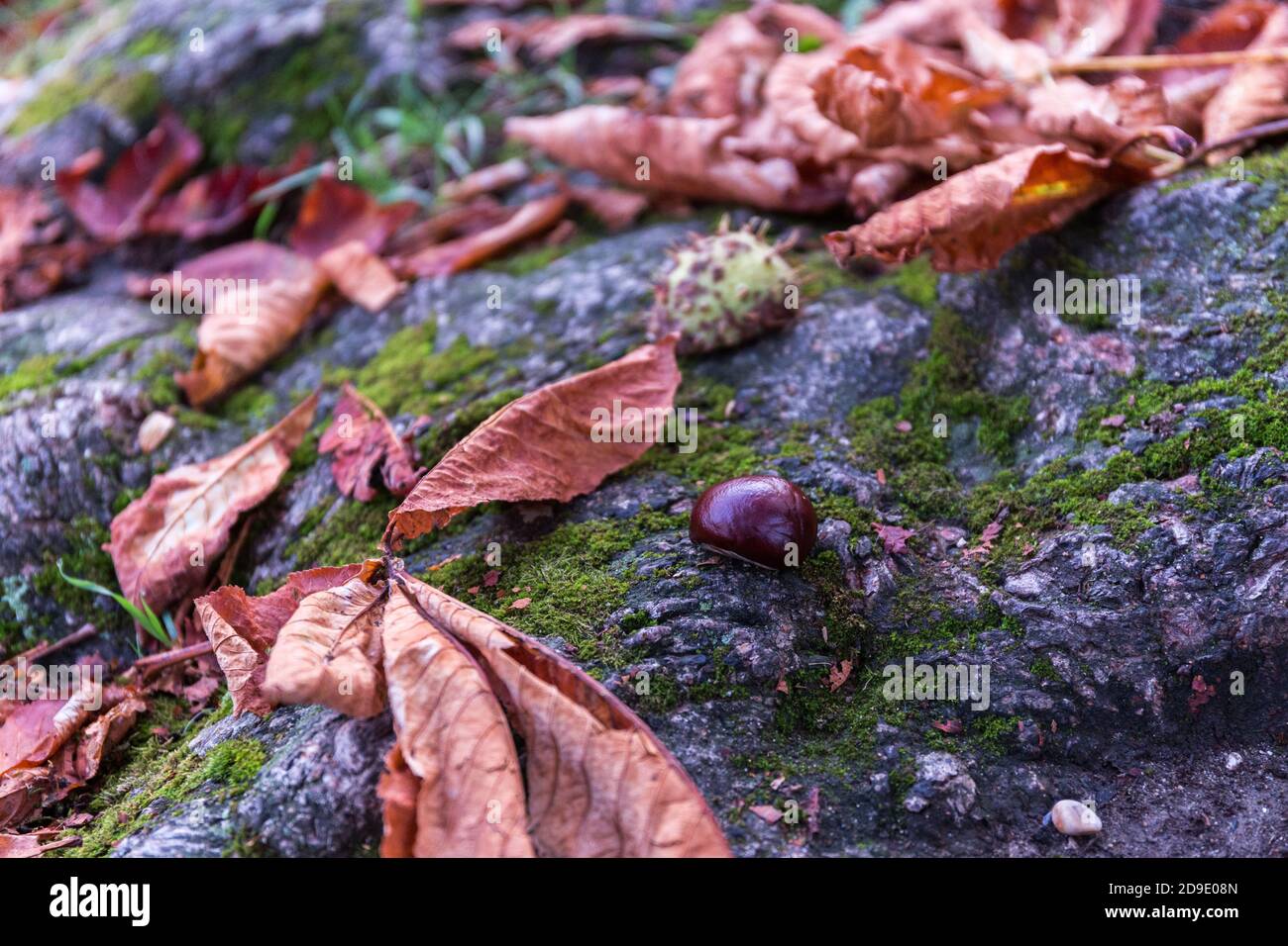 Conker tree leaves hi-res stock photography and images - Alamy