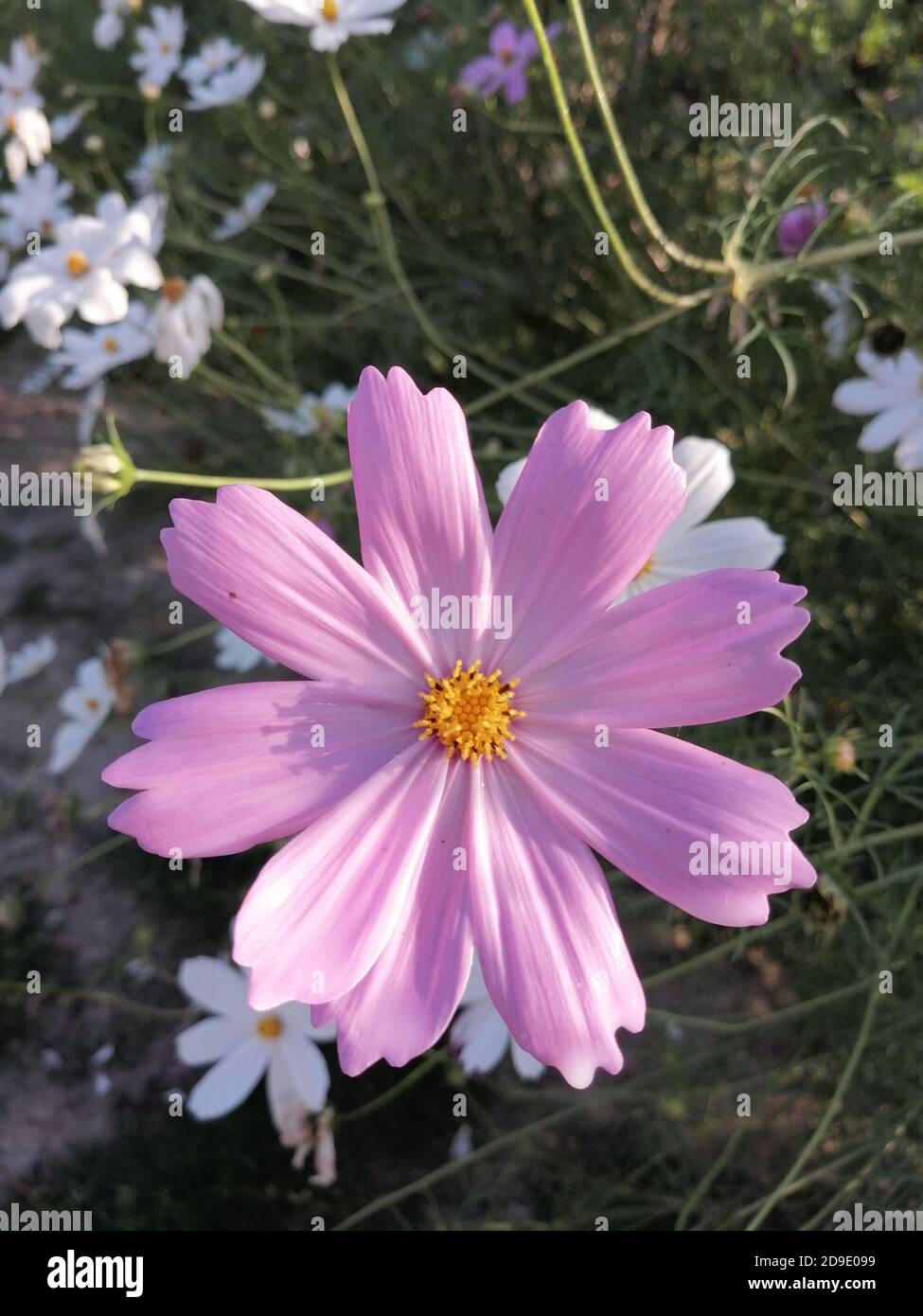 Cosmos is a genus of Asteraceae family , with the same common name of ...