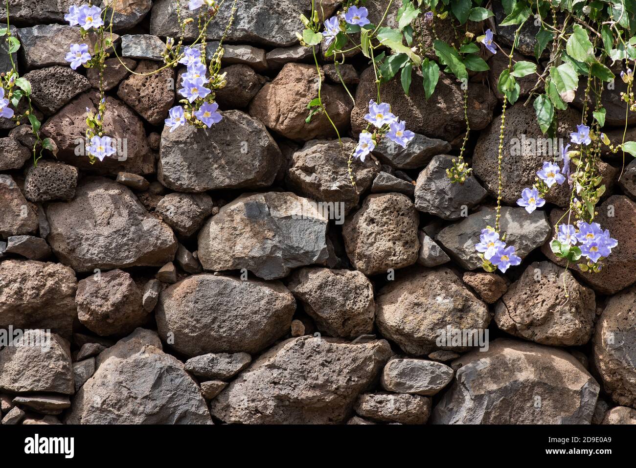 Basalt stone wall with flowers on top Stock Photo - Alamy