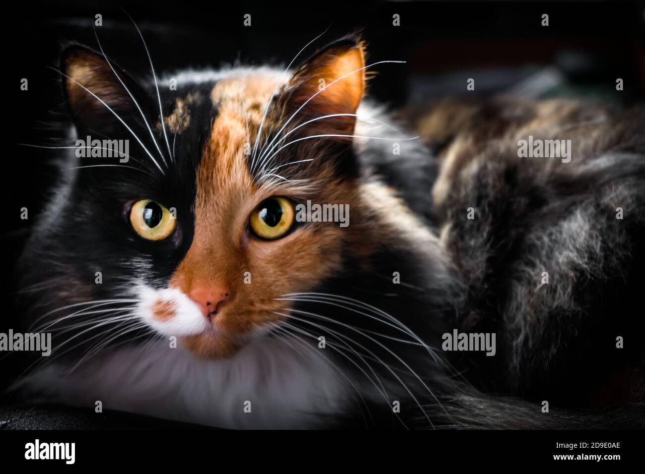 Portrait of a cute two-faced ginger-and-black cat on the dark ...