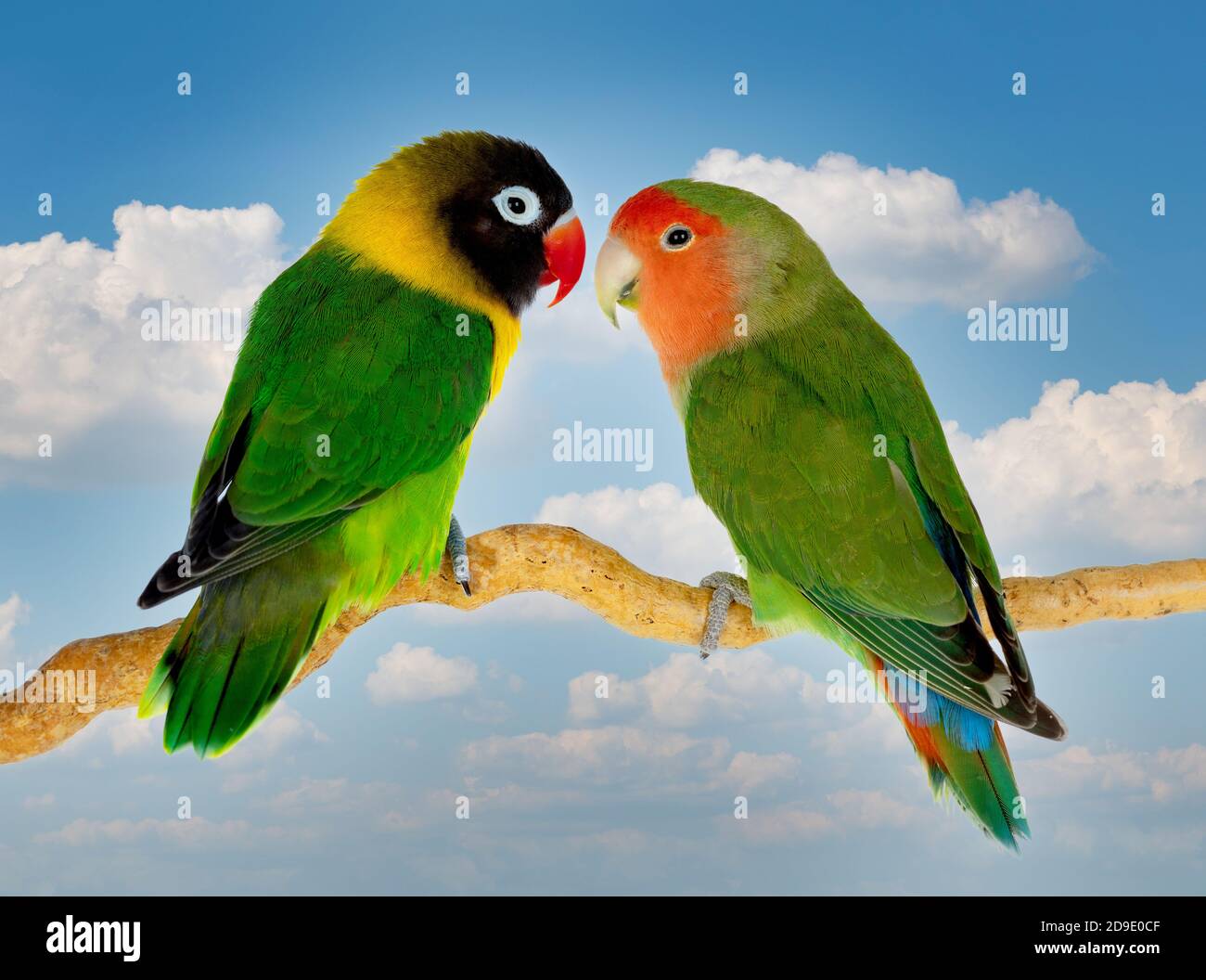 Blue Fischers Lovebird
