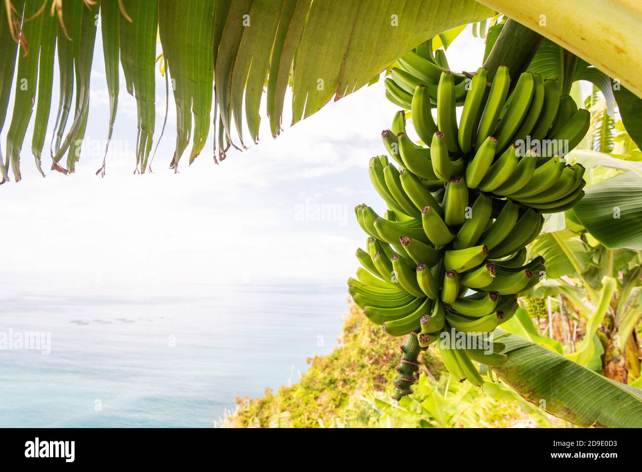 Close up bunch of bananas on tree with ocean background Stock Photo - Alamy