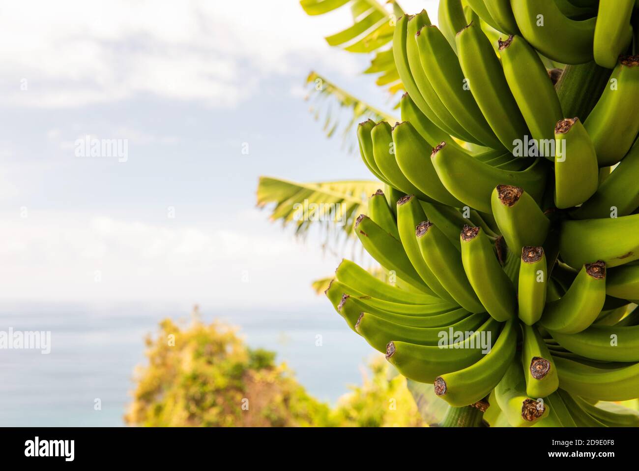 bunch of bananas growing on tree with ocean background copy space Stock ...