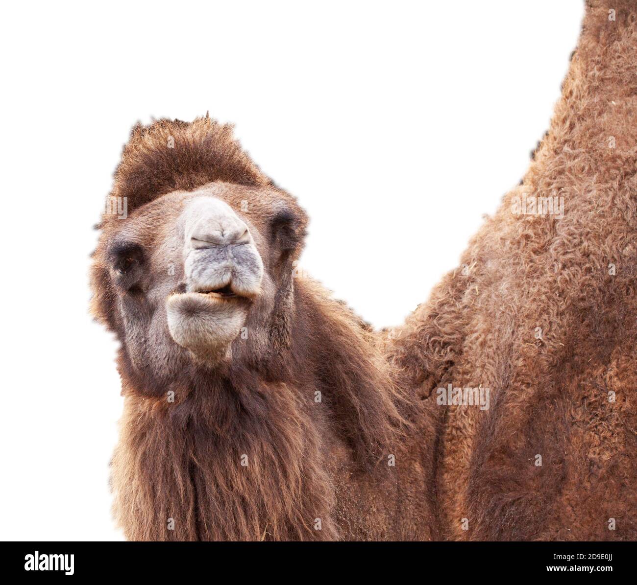 Close up of camel chewing isolated on white background Stock Photo - Alamy