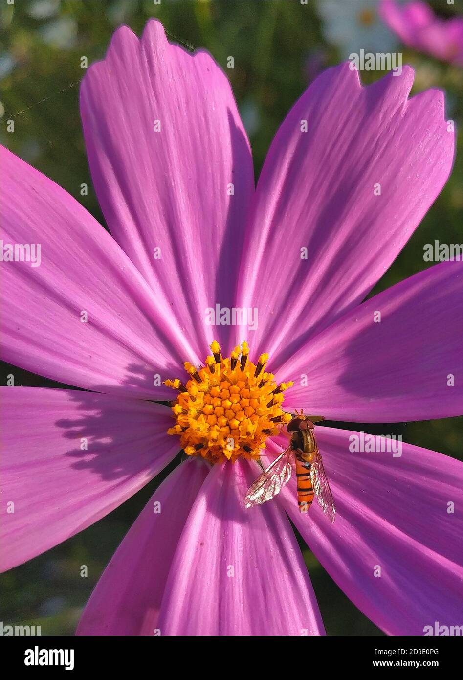 Cosmos is a genus of Asteraceae family , with the same common name of ...
