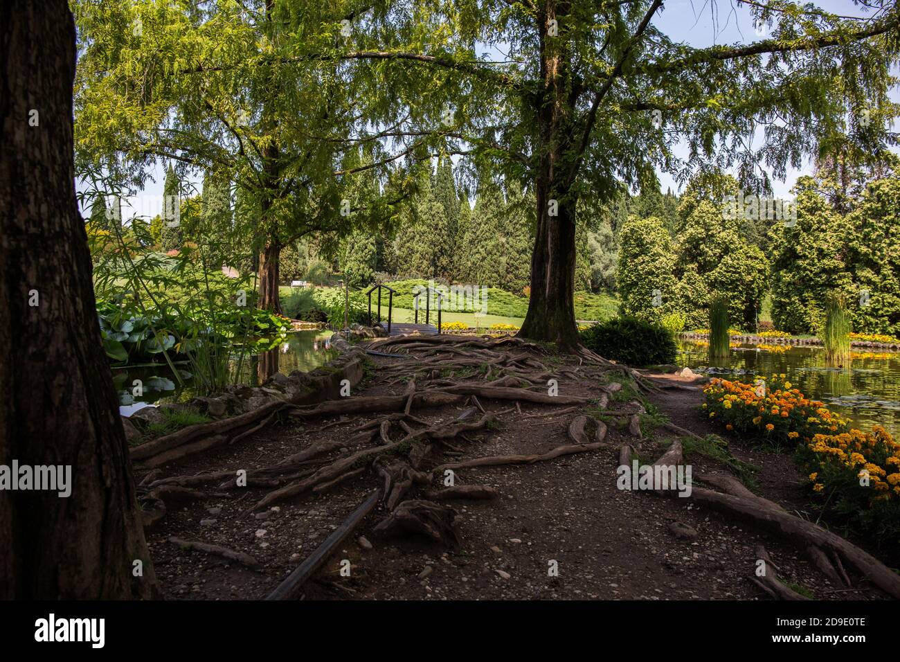 Big trees with flowers hi-res stock photography and images - Alamy