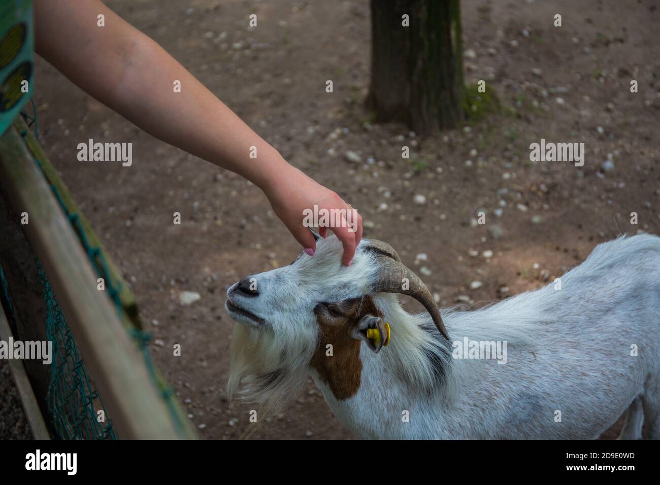 Woman scratching a white goat's head Capra Aegagrus Hircus Stock Photo ...