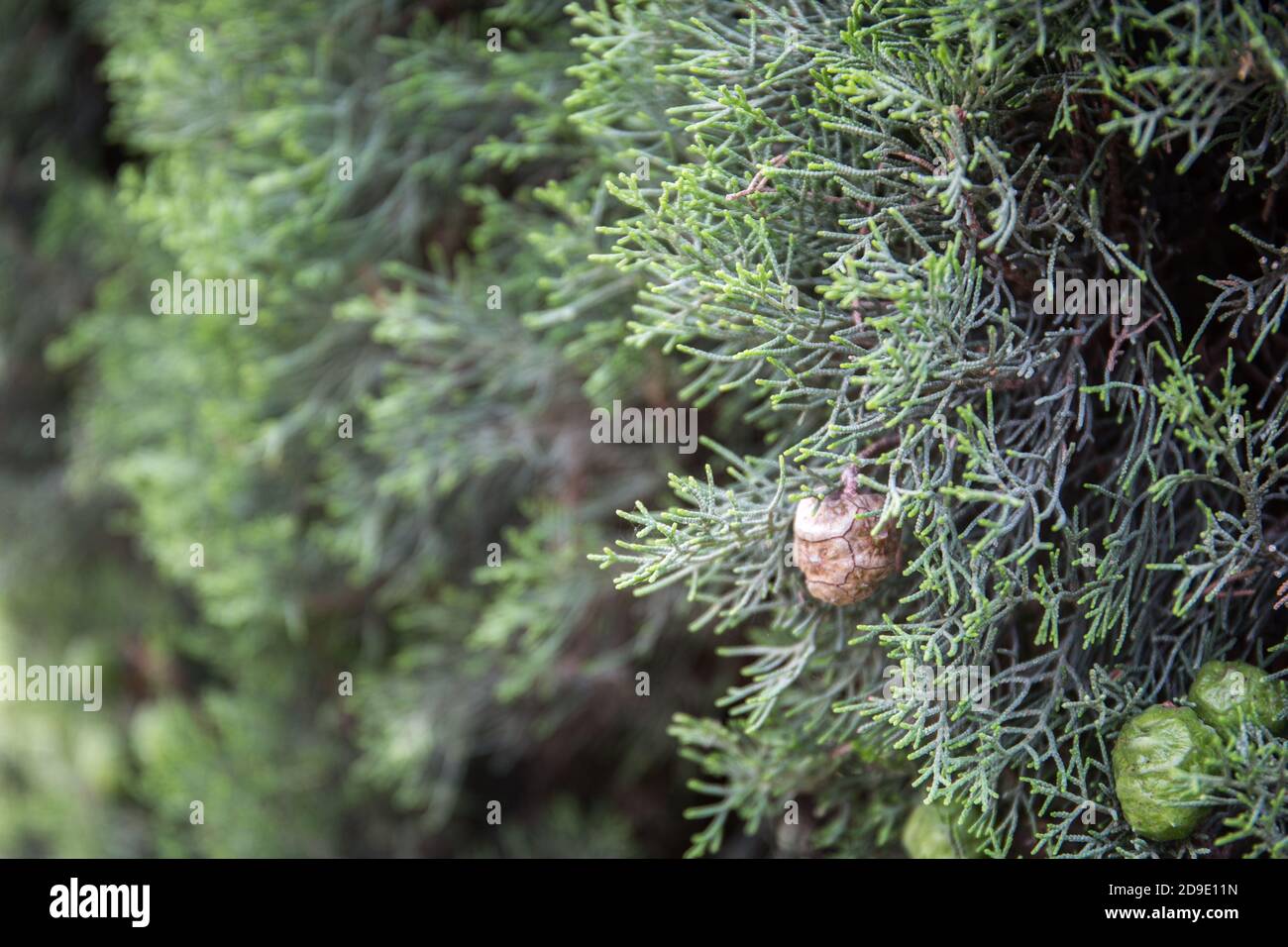 Cone tree hi-res stock photography and images - Alamy
