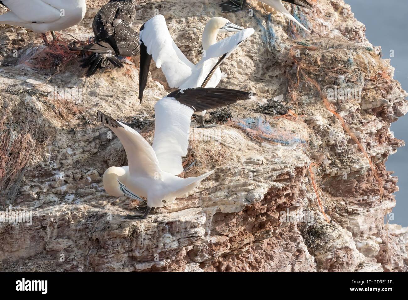 Northern gannet with spreadout wings landing near his mate in a ...
