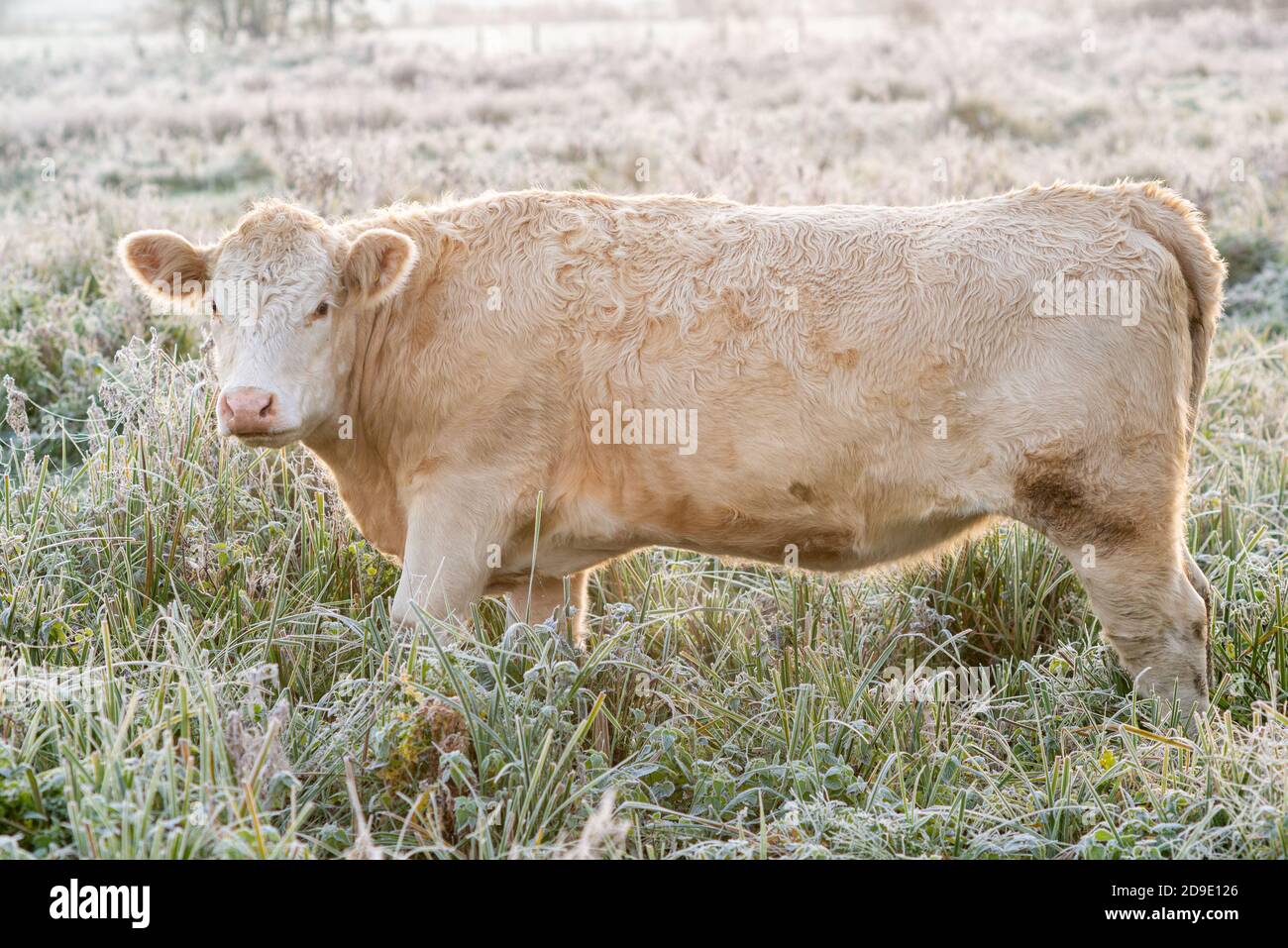 Brown Cow Standing High Resolution Stock Photography and Images - Alamy