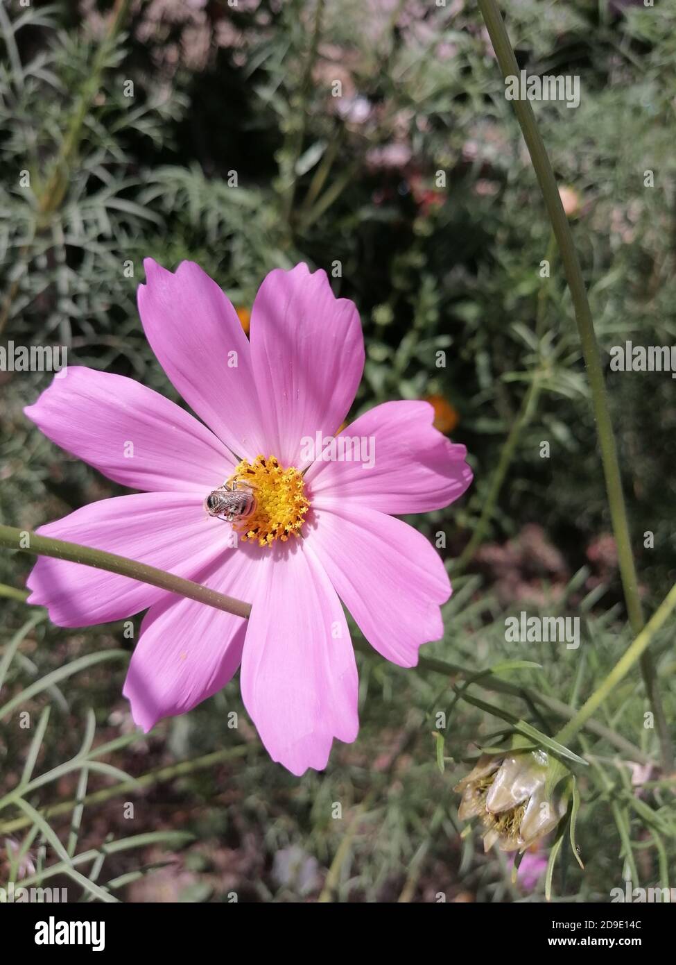 Cosmos is a genus of Asteraceae family , with the same common name of ...