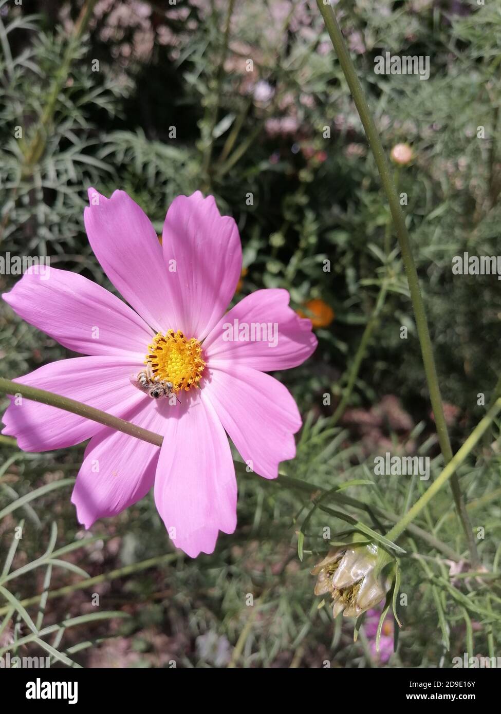 Cosmos is a genus of Asteraceae family , with the same common name of ...