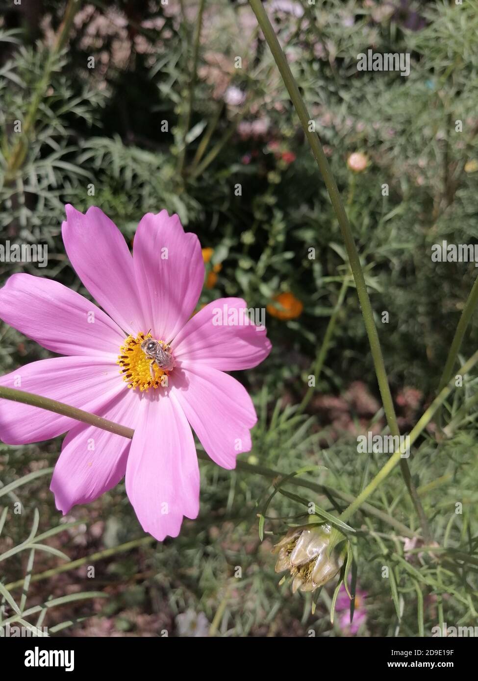 Cosmos is a genus of Asteraceae family , with the same common name of ...