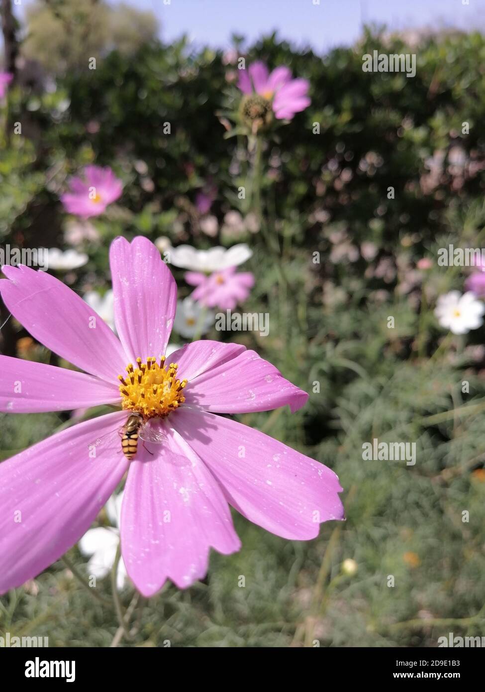 Cosmos is a genus of Asteraceae family , with the same common name of ...