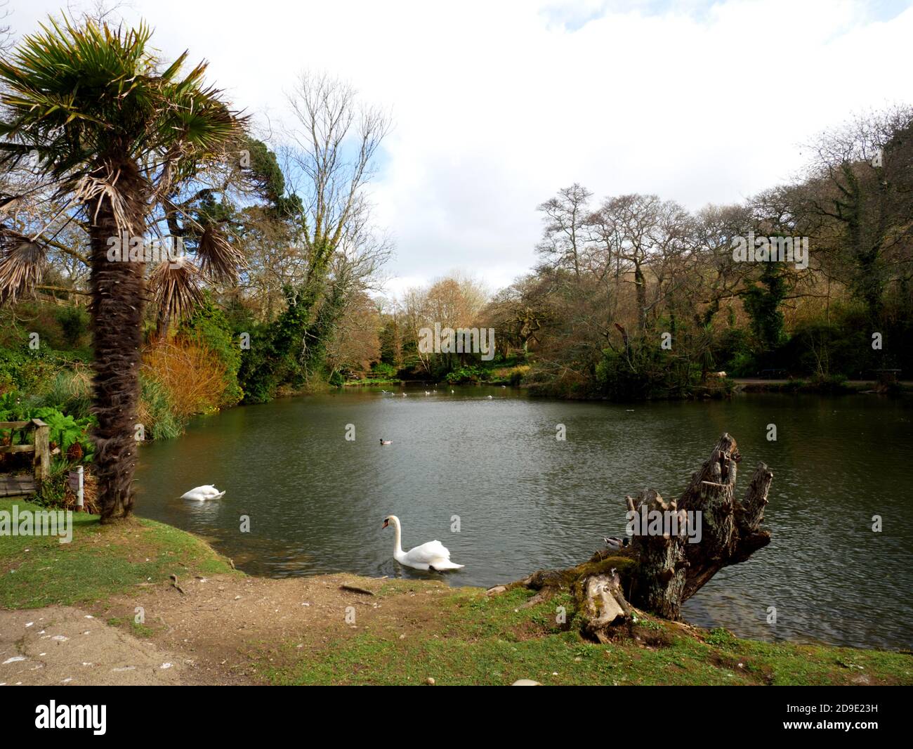 Duck pond hi-res stock photography and images - Alamy