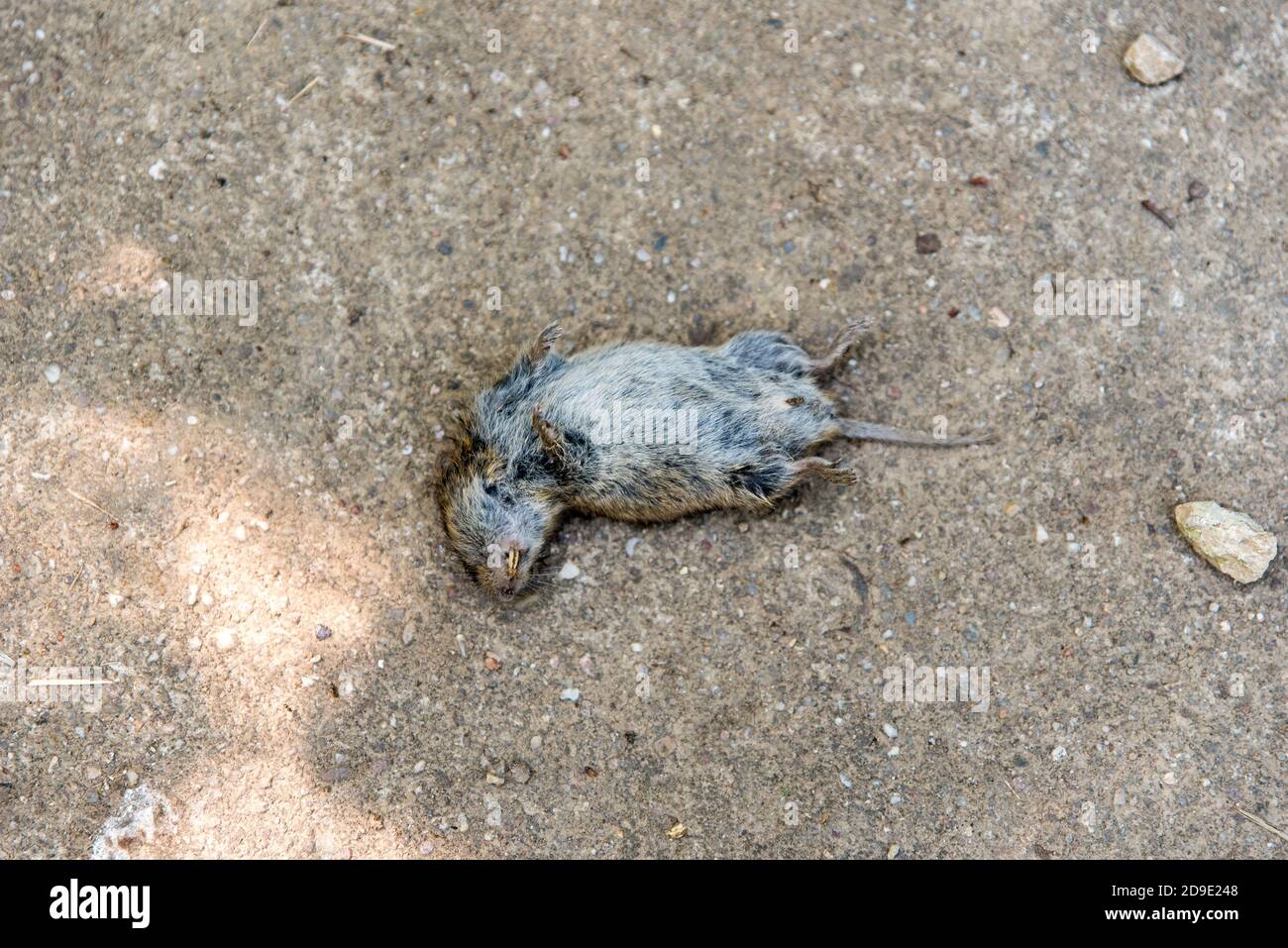 dead mouse lies on street Stock Photo - Alamy dead mouse lies on street Stock Photo - Alamy