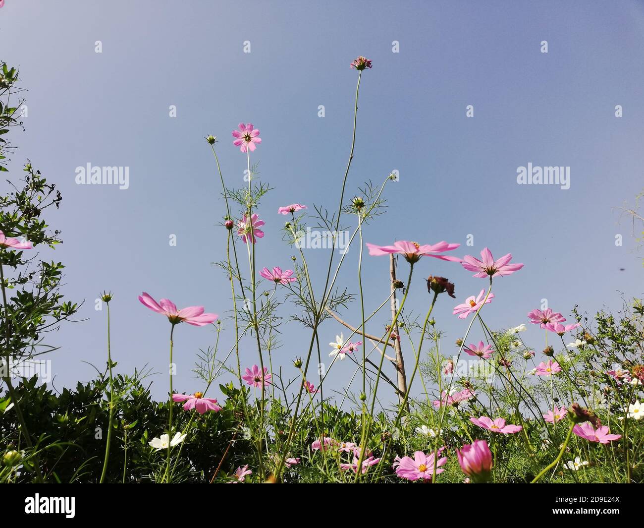 Cosmos is a genus of Asteraceae family , with the same common name of ...