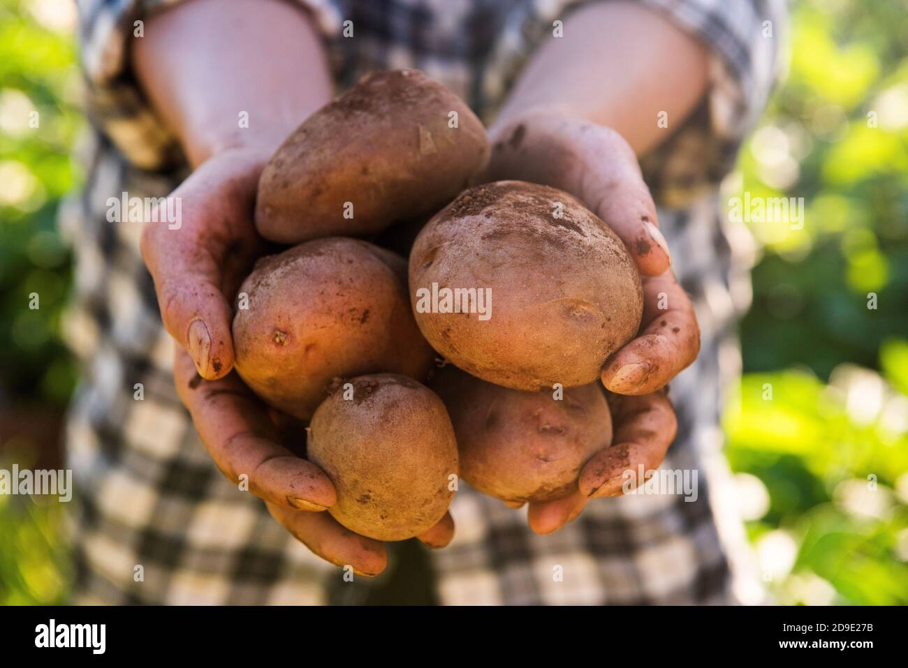 Close up female hands holding organic potatoes Stock Photo - Alamy