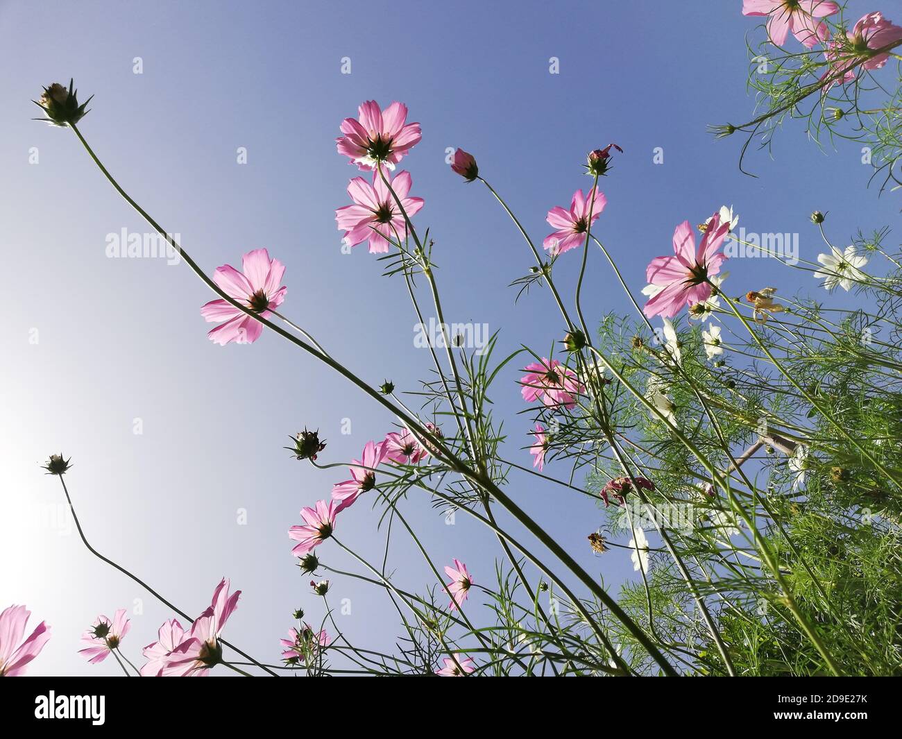 Cosmos is a genus of Asteraceae family , with the same common name of ...