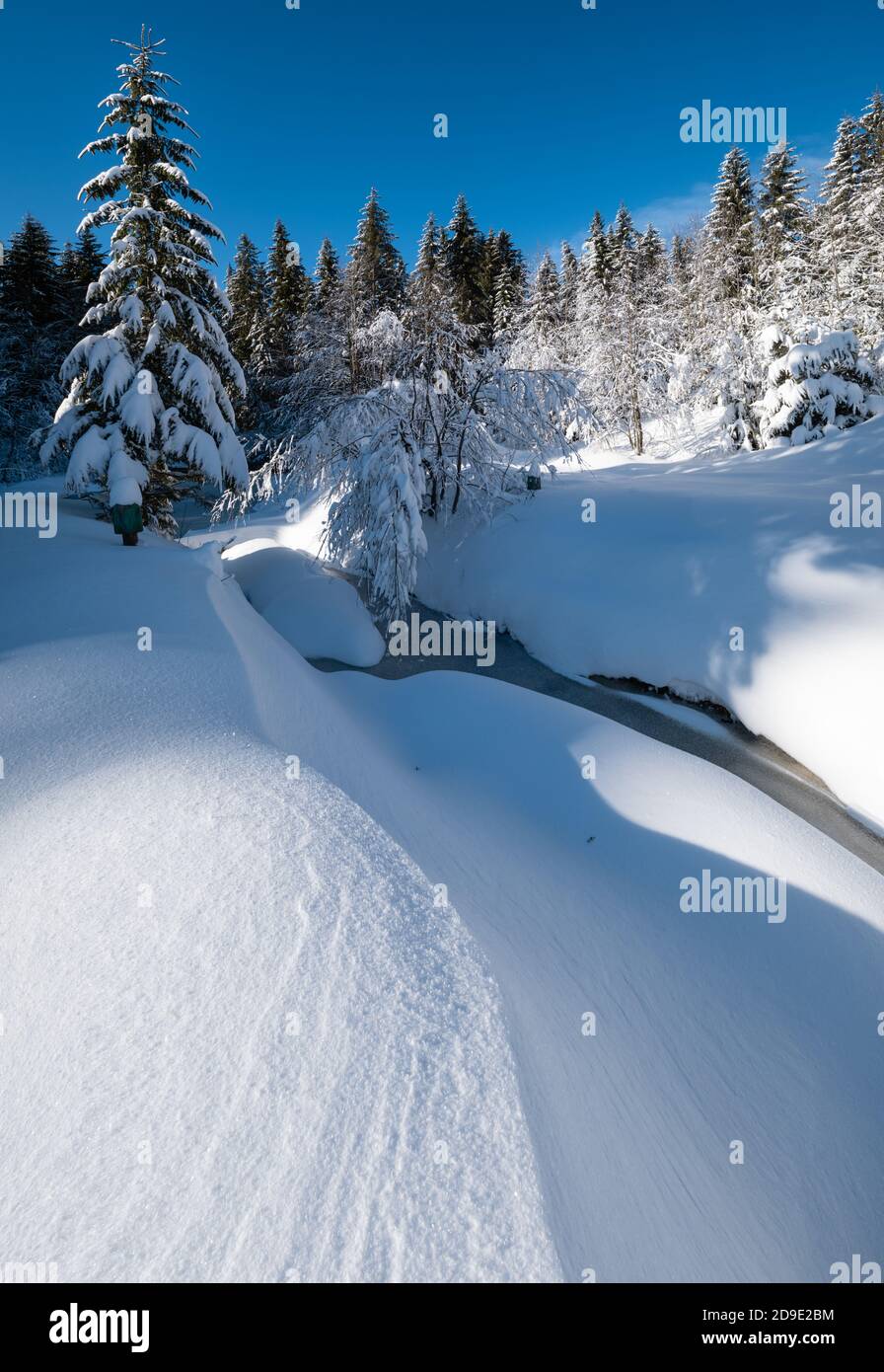 Alpine mountain snowy winter fir forest with snowdrifts and frozen ...