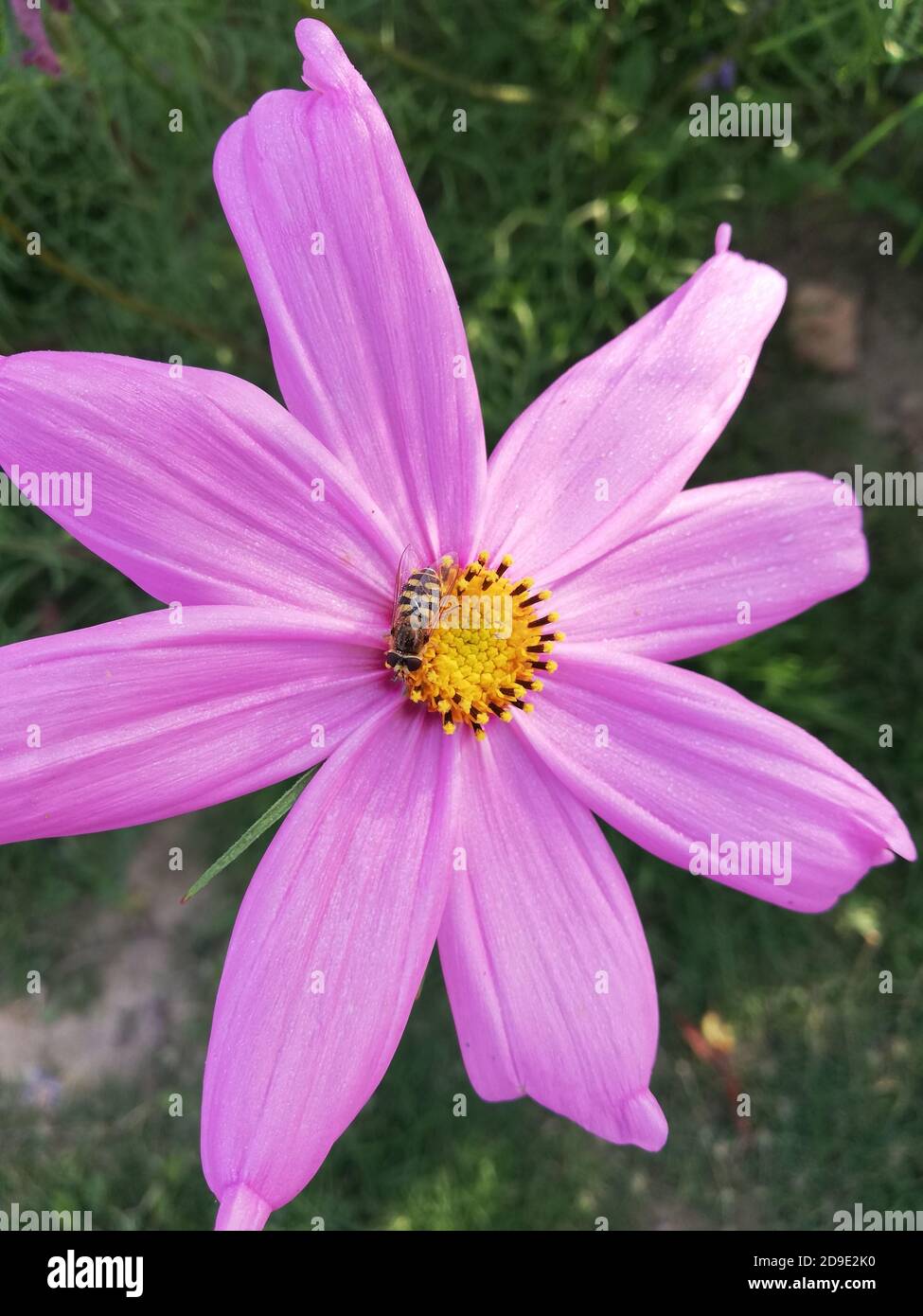 Cosmos is a genus of Asteraceae family , with the same common name of ...