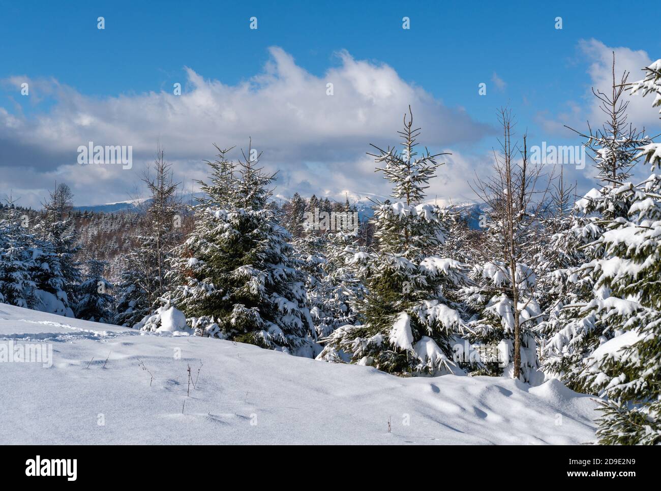Alpine mountain snowy winter fir forest with snowdrifts Stock Photo - Alamy