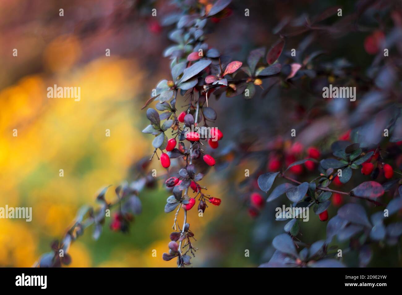 Berberis thunbergii winter hi-res stock photography and images - Alamy