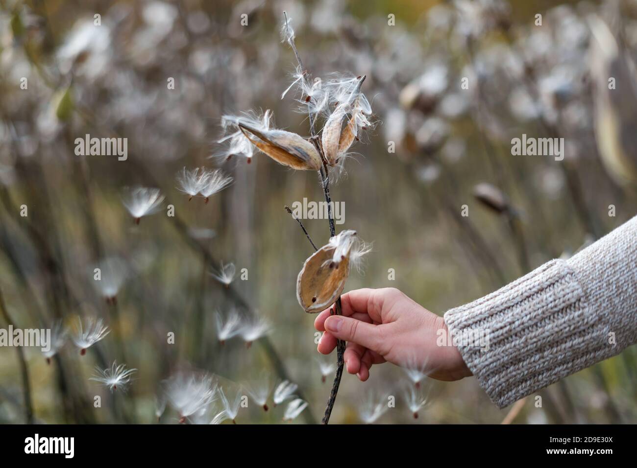 Common Milkweed, Asclepias syriaca in female hand. Woman holding ...