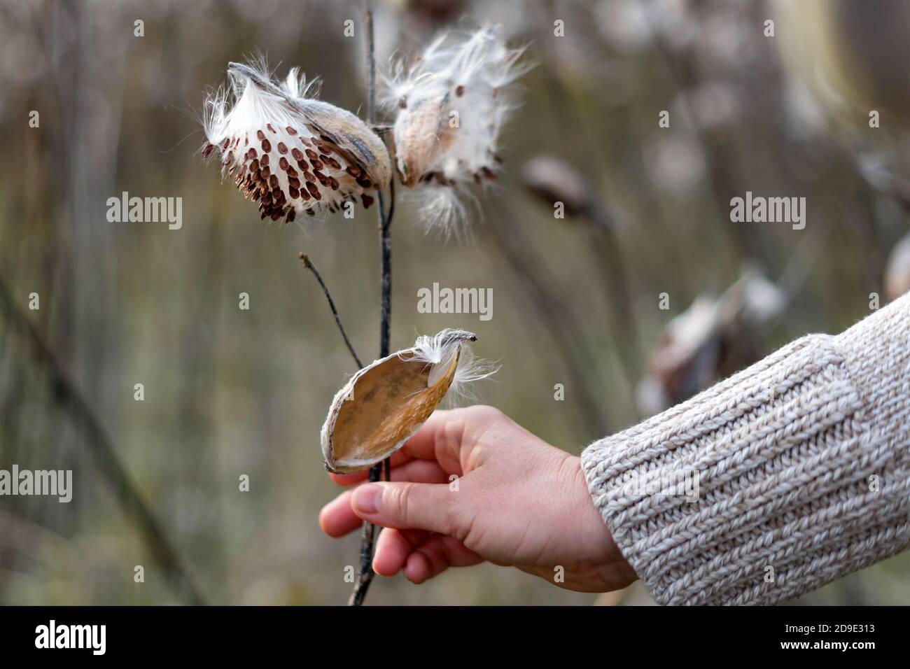 Cluster follicle hi-res stock photography and images - Alamy