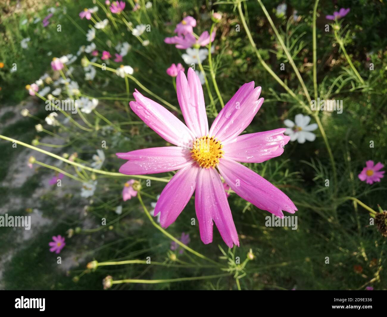 Cosmos is a genus of Asteraceae family , with the same common name of ...