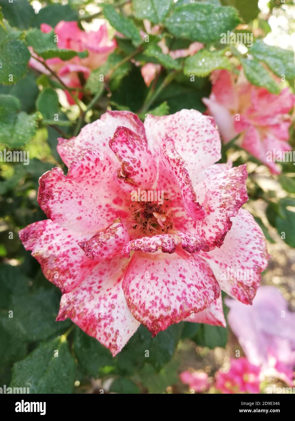 A rose Rosa is a woody perennial flowering plant of the genus Rosa, in ...