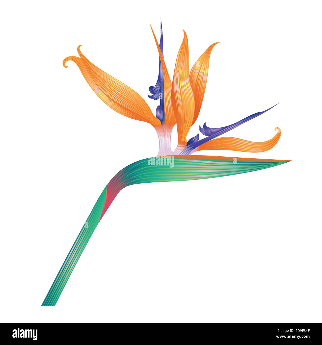 Elegant yellow flower on Stock Vector Images - Alamy