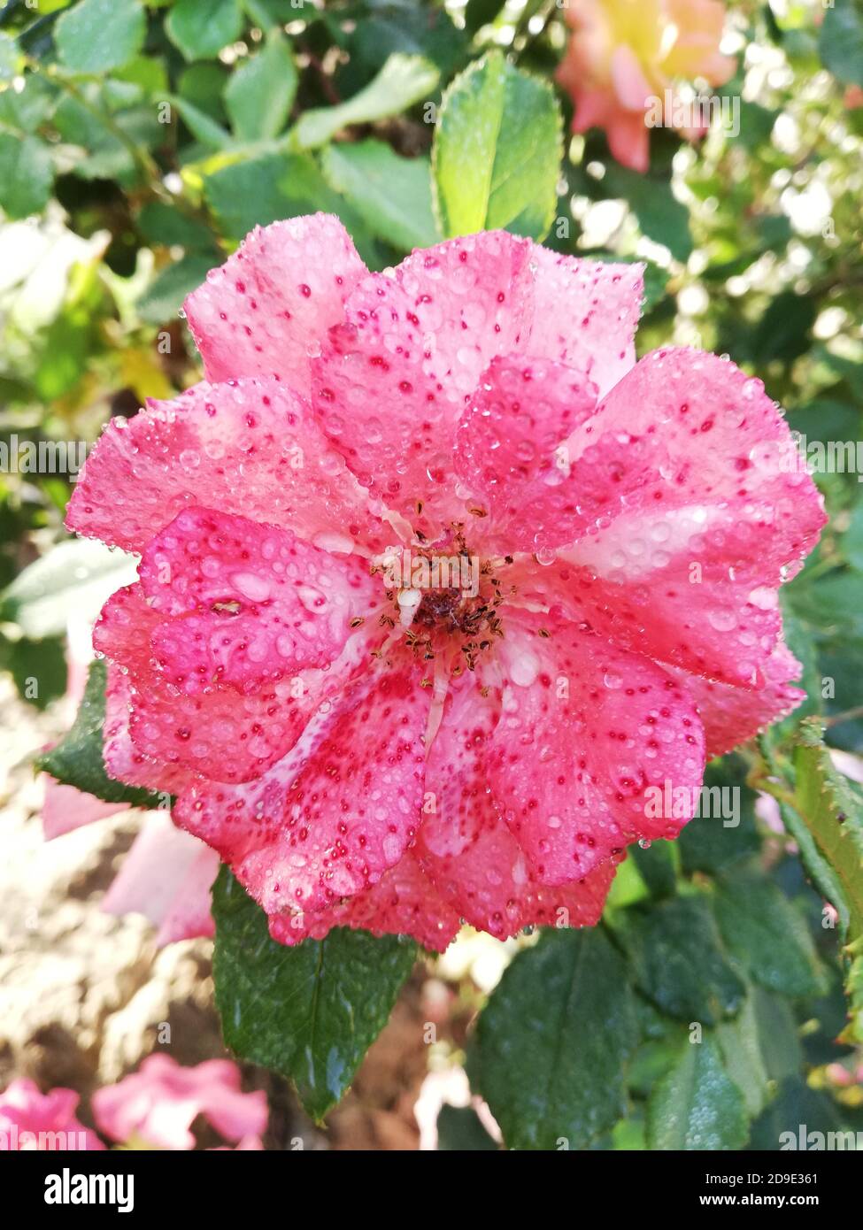 A rose Rosa is a woody perennial flowering plant of the genus Rosa, in ...