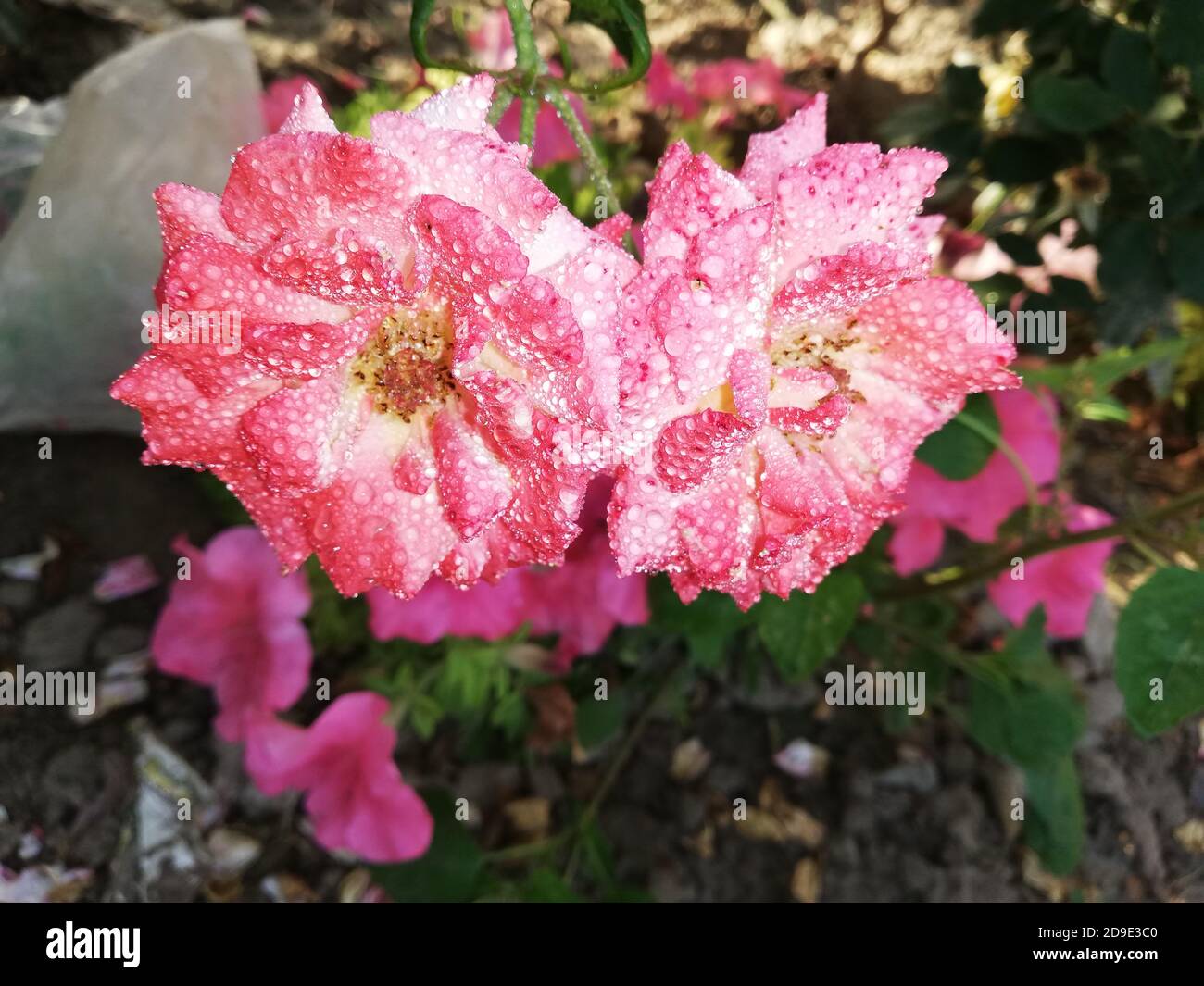 A rose Rosa is a woody perennial flowering plant of the genus Rosa, in ...