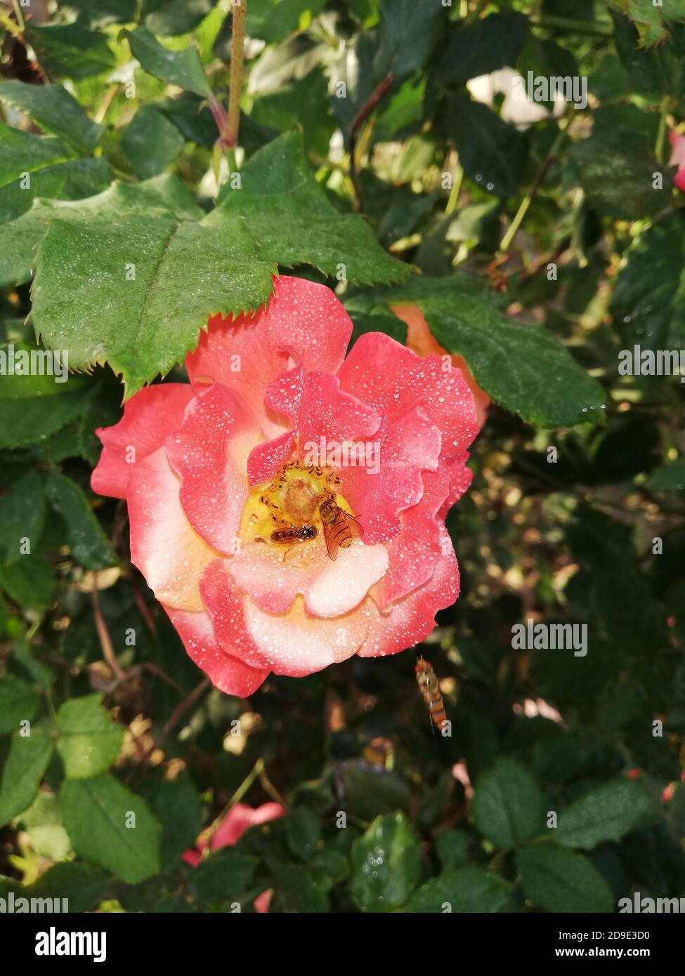 A rose Rosa is a woody perennial flowering plant of the genus Rosa, in ...