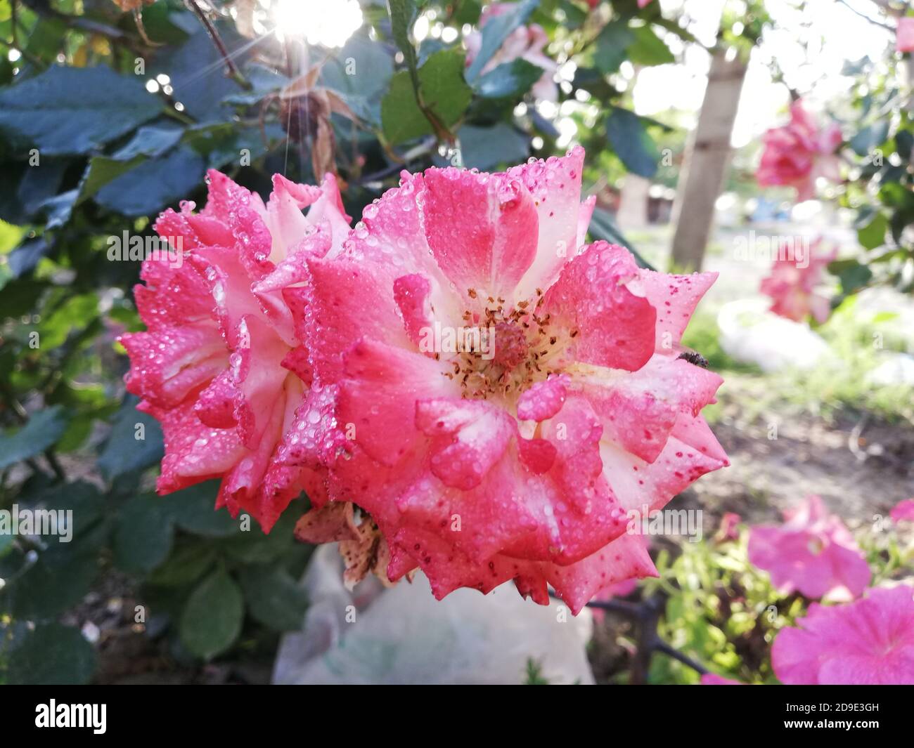 A rose Rosa is a woody perennial flowering plant of the genus Rosa, in ...