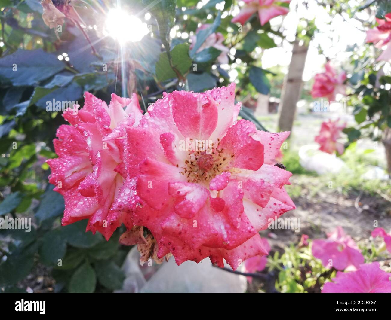 A rose Rosa is a woody perennial flowering plant of the genus Rosa, in ...
