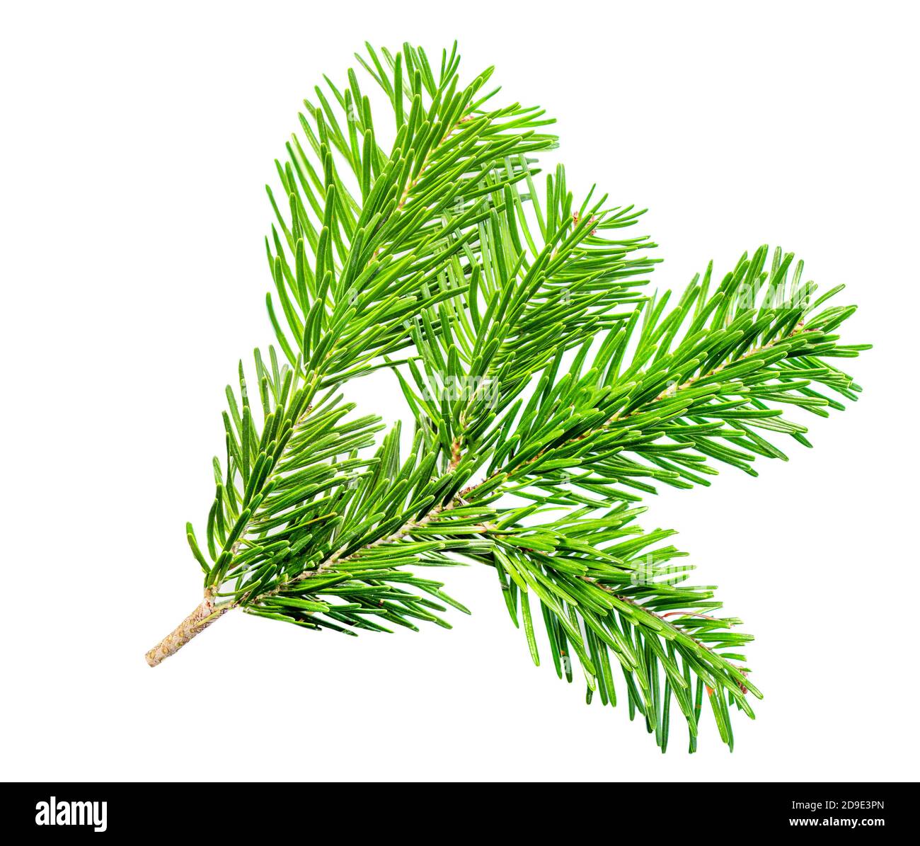 Fir tree branch isolated on white background. Christmas tree Branch ...