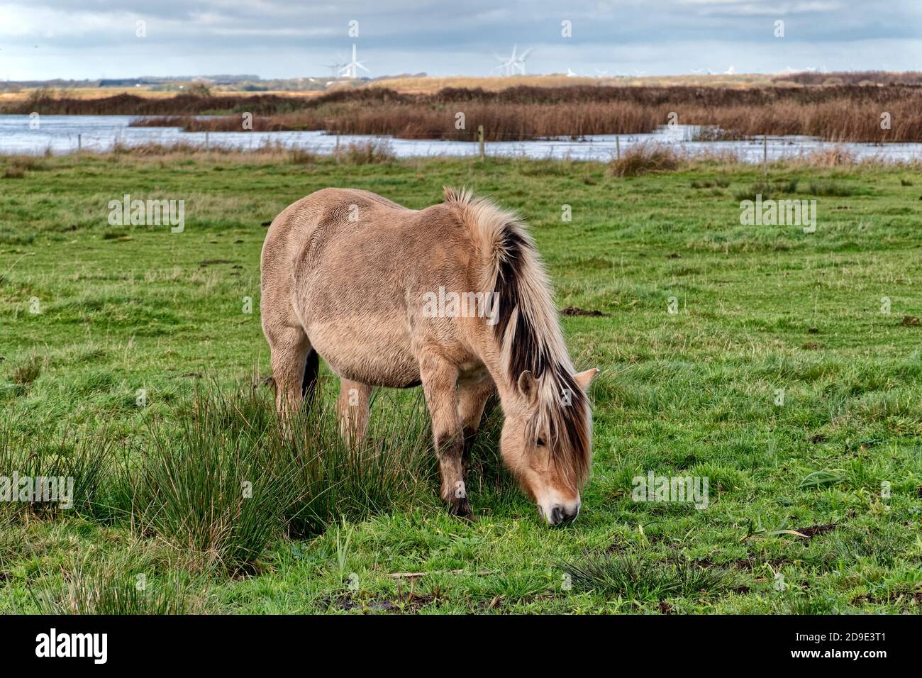 Wild horse in the meadows of Skjern in Denmark Stock Photo - Alamy