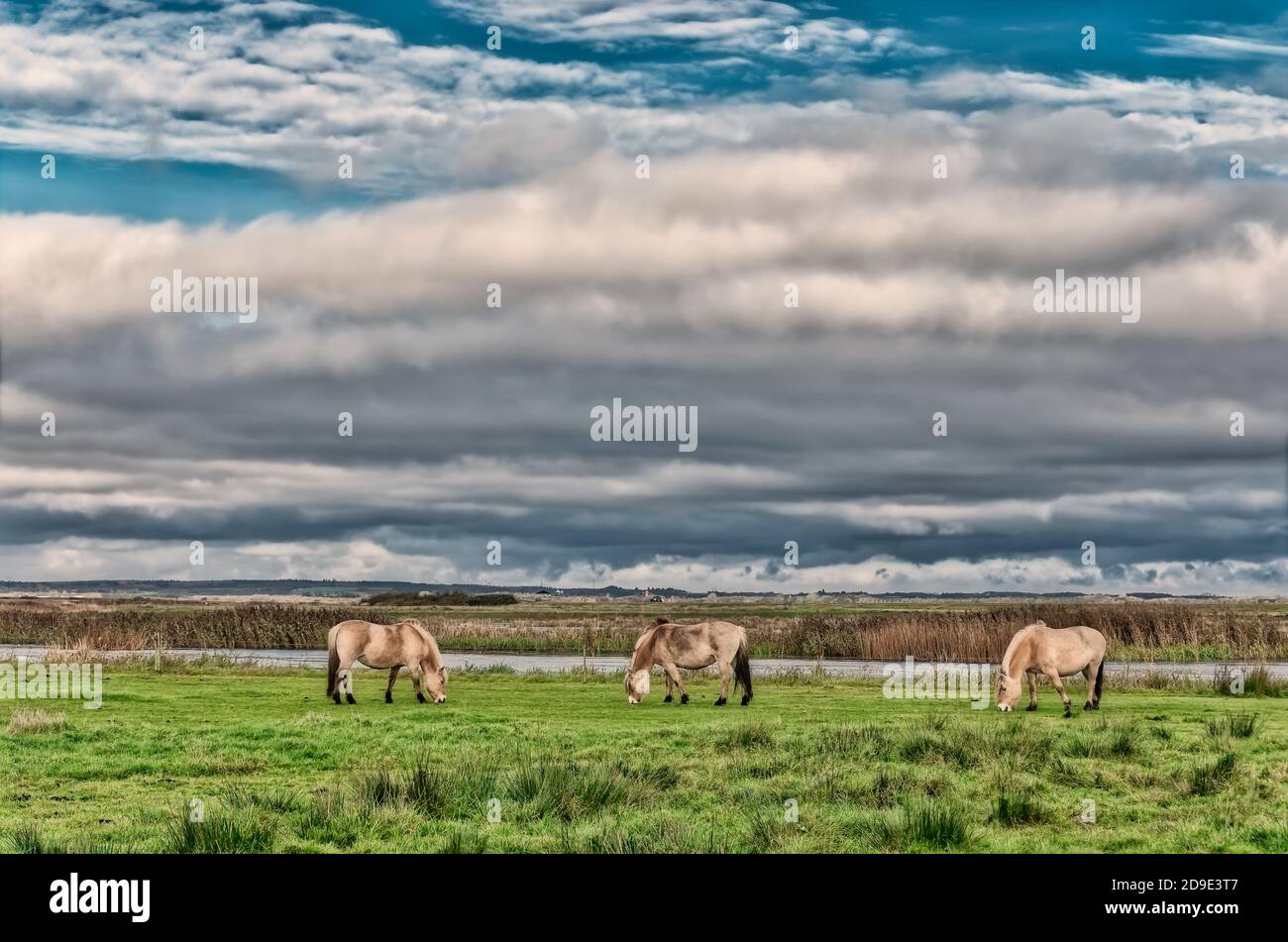 Wild horses in the meadows of Skjern in Denmark Stock Photo - Alamy
