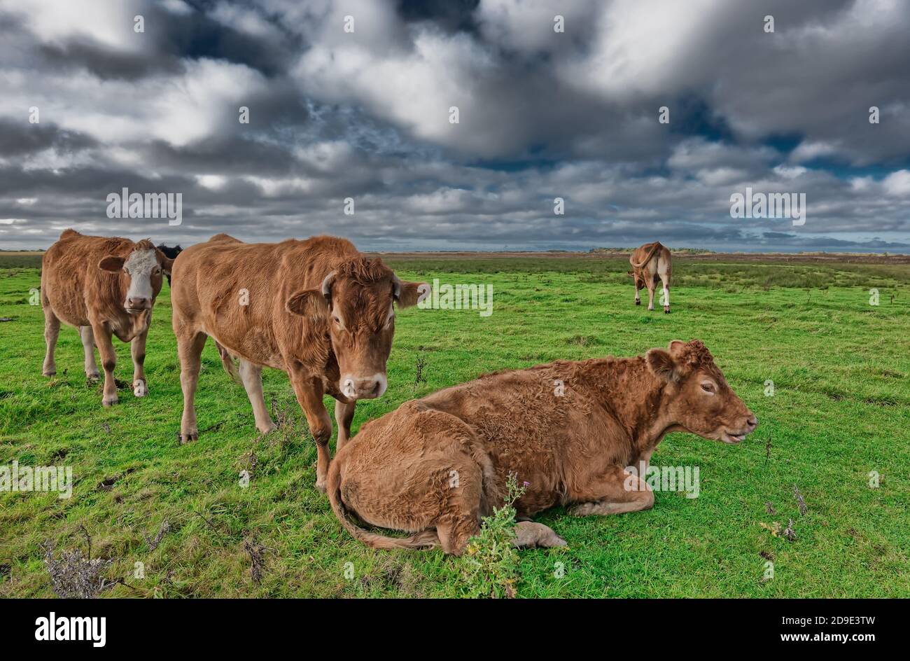 Grazing cows in the meadows of Skjern in Denmark Stock Photo - Alamy