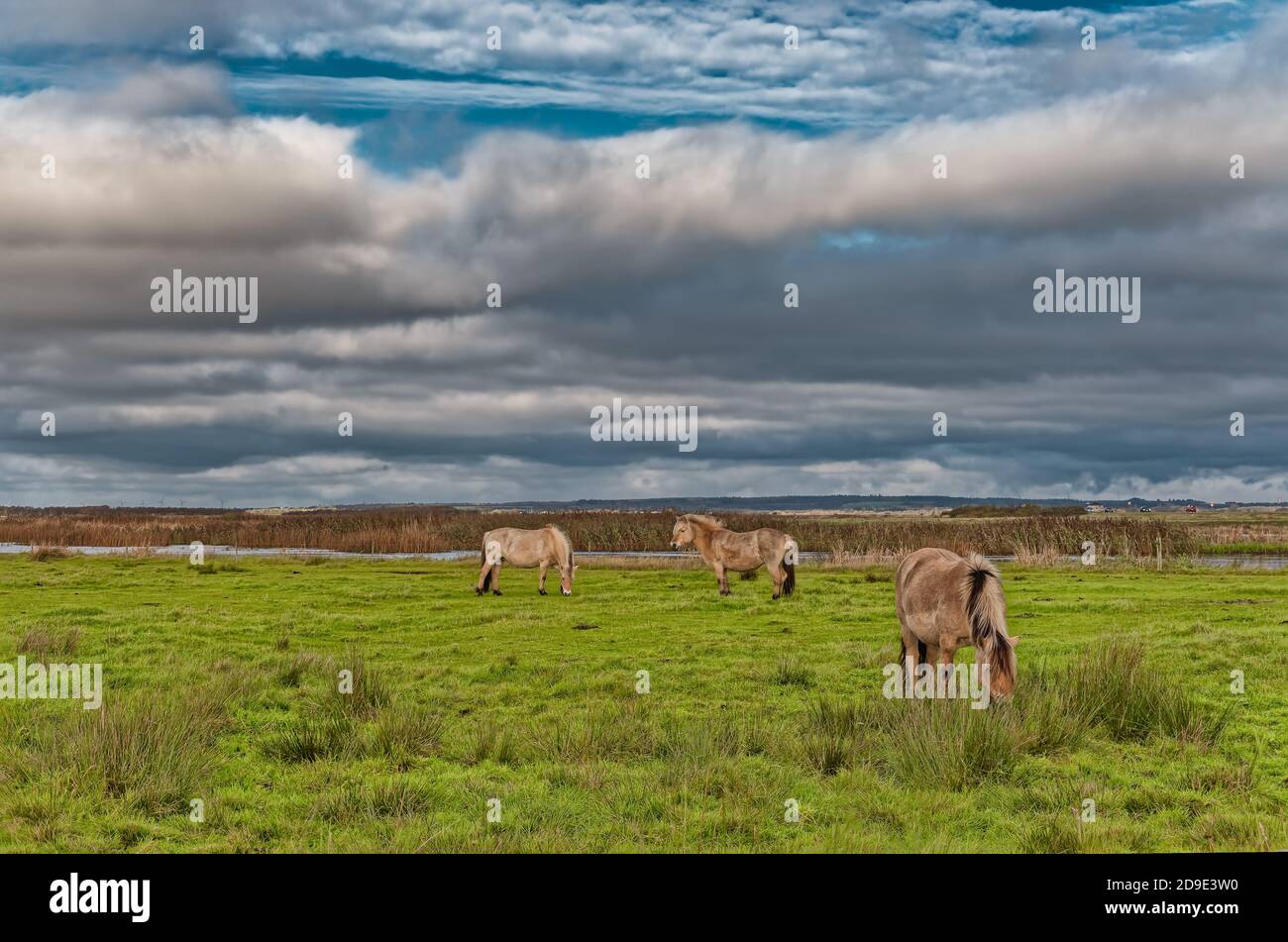 Wild horses in the meadows of Skjern in Denmark Stock Photo - Alamy