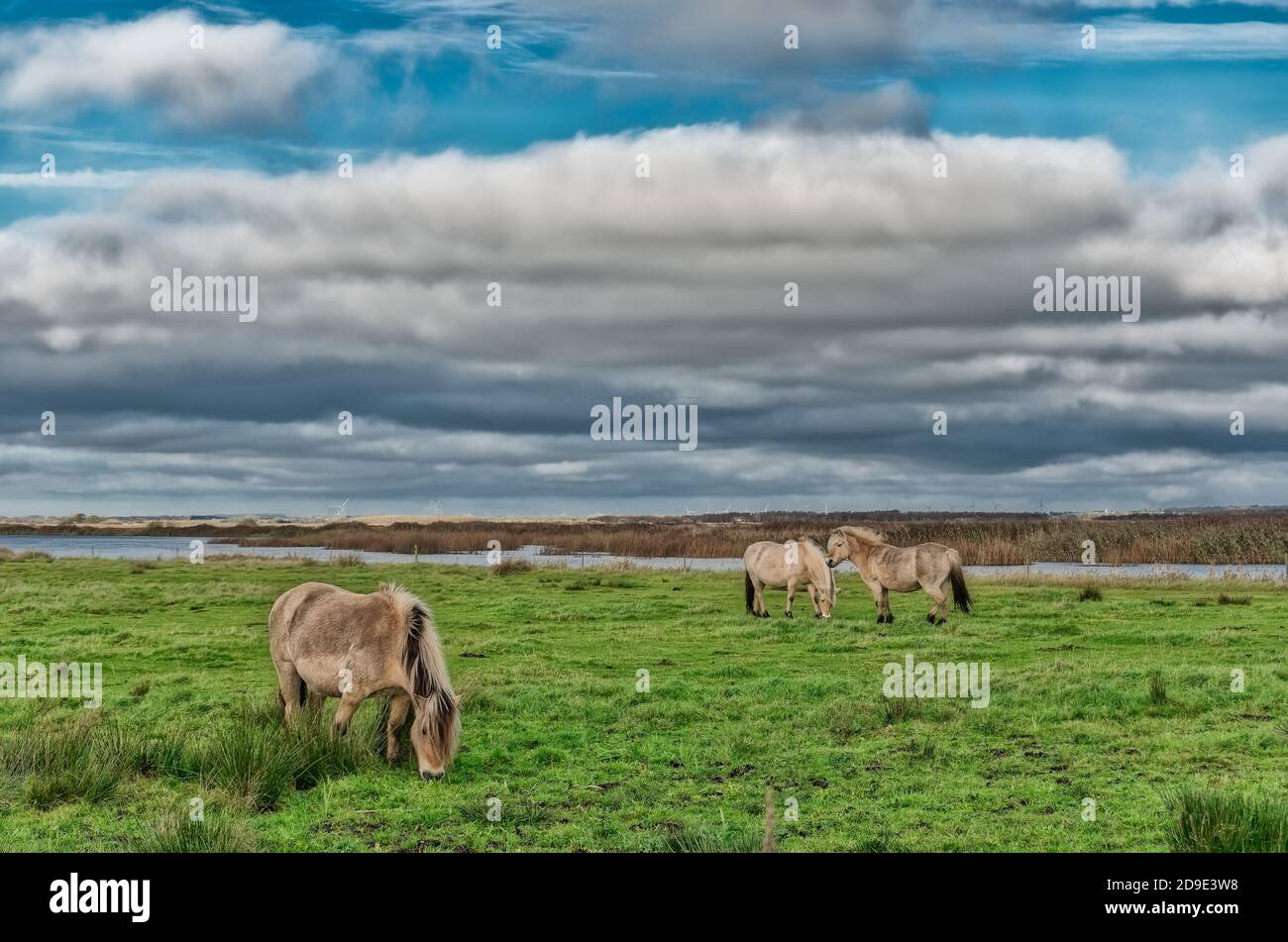 Wild horses in the meadows of Skjern in Denmark Stock Photo - Alamy