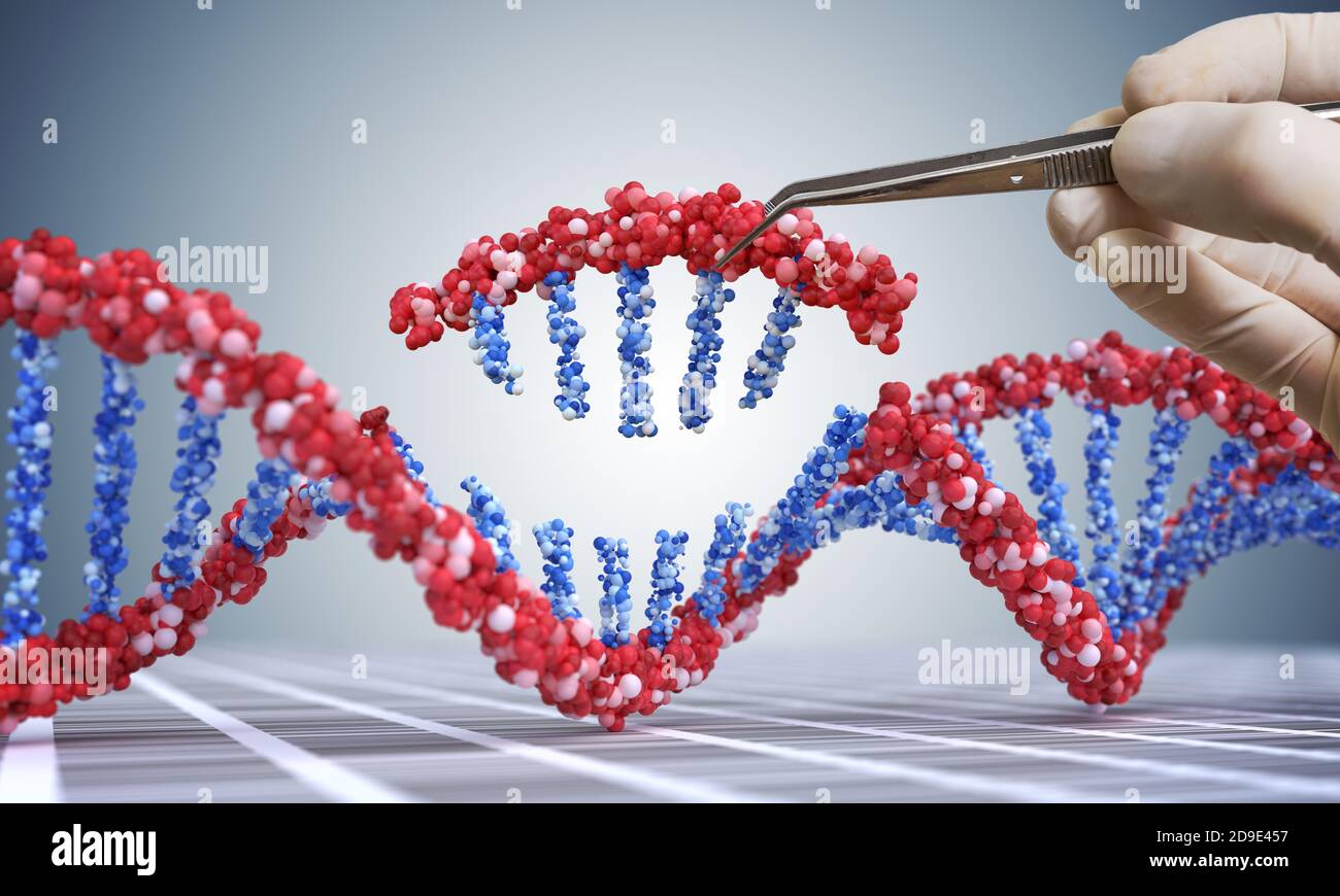 Genetic engineering, GMO and Gene manipulation concept. Hand is ...