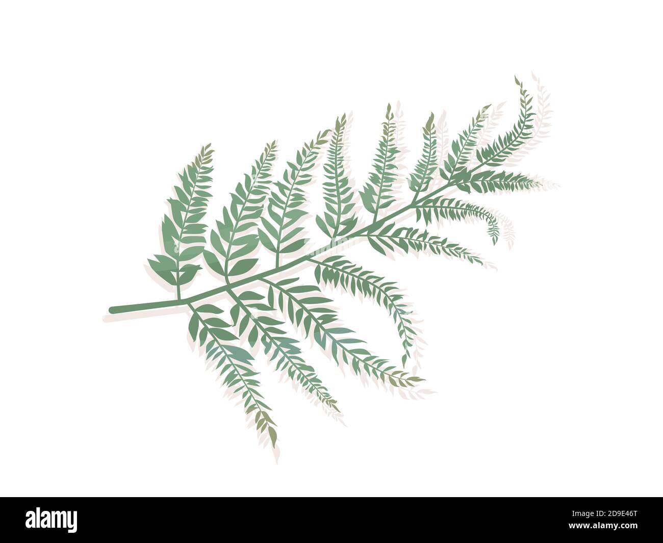 Vector illustration of fern leaf isolated on white background Stock ...