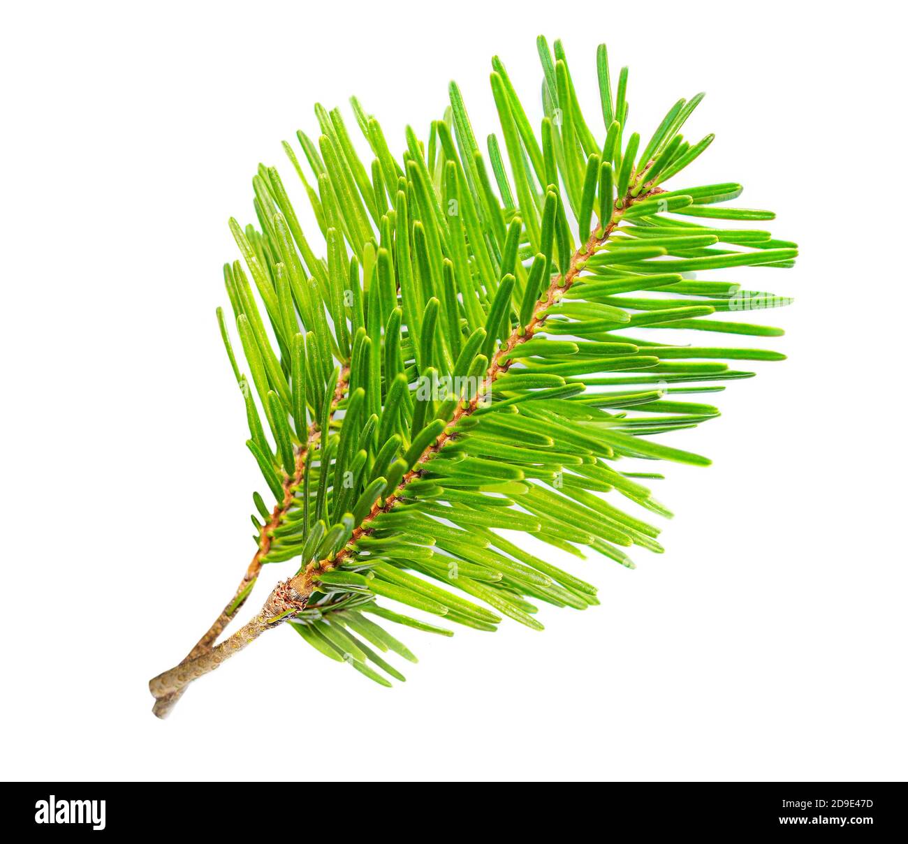 Fir tree branch isolated on white background. Christmas tree Branch ...