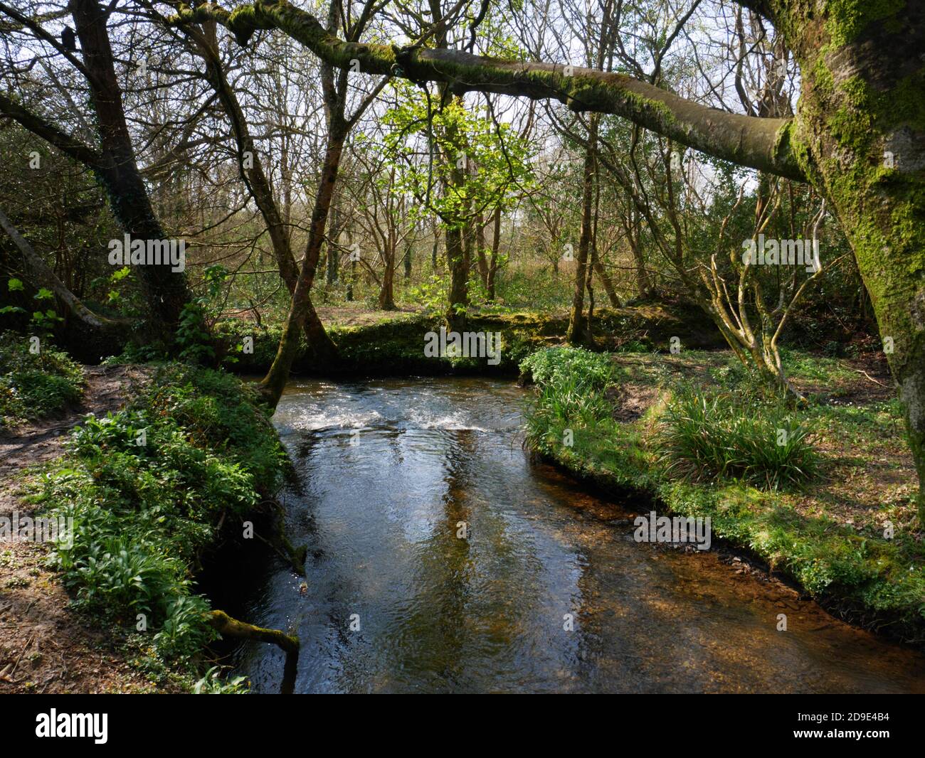 The River Allen flows through Daubuz Moor, Truro, Cornwall Stock Photo ...