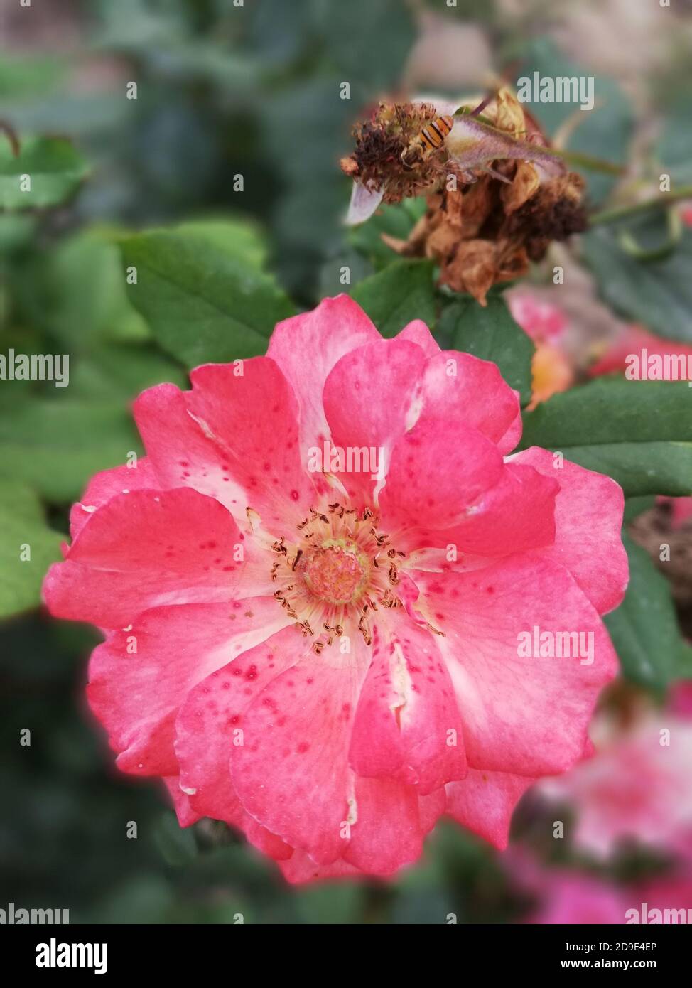 A rose Rosa is a woody perennial flowering plant of the genus Rosa, in ...